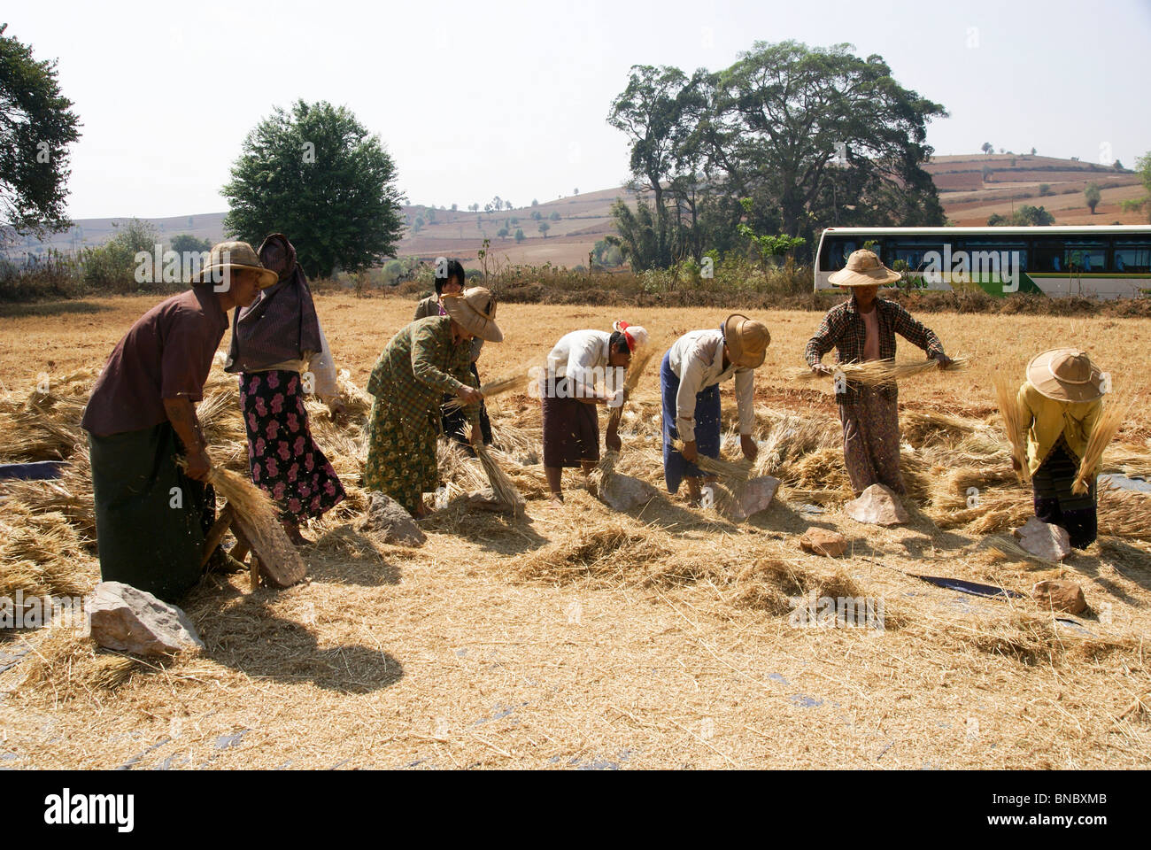 Myanmar, Shan State, Near Heho, peasant women harvest wheat Stock Photo ...