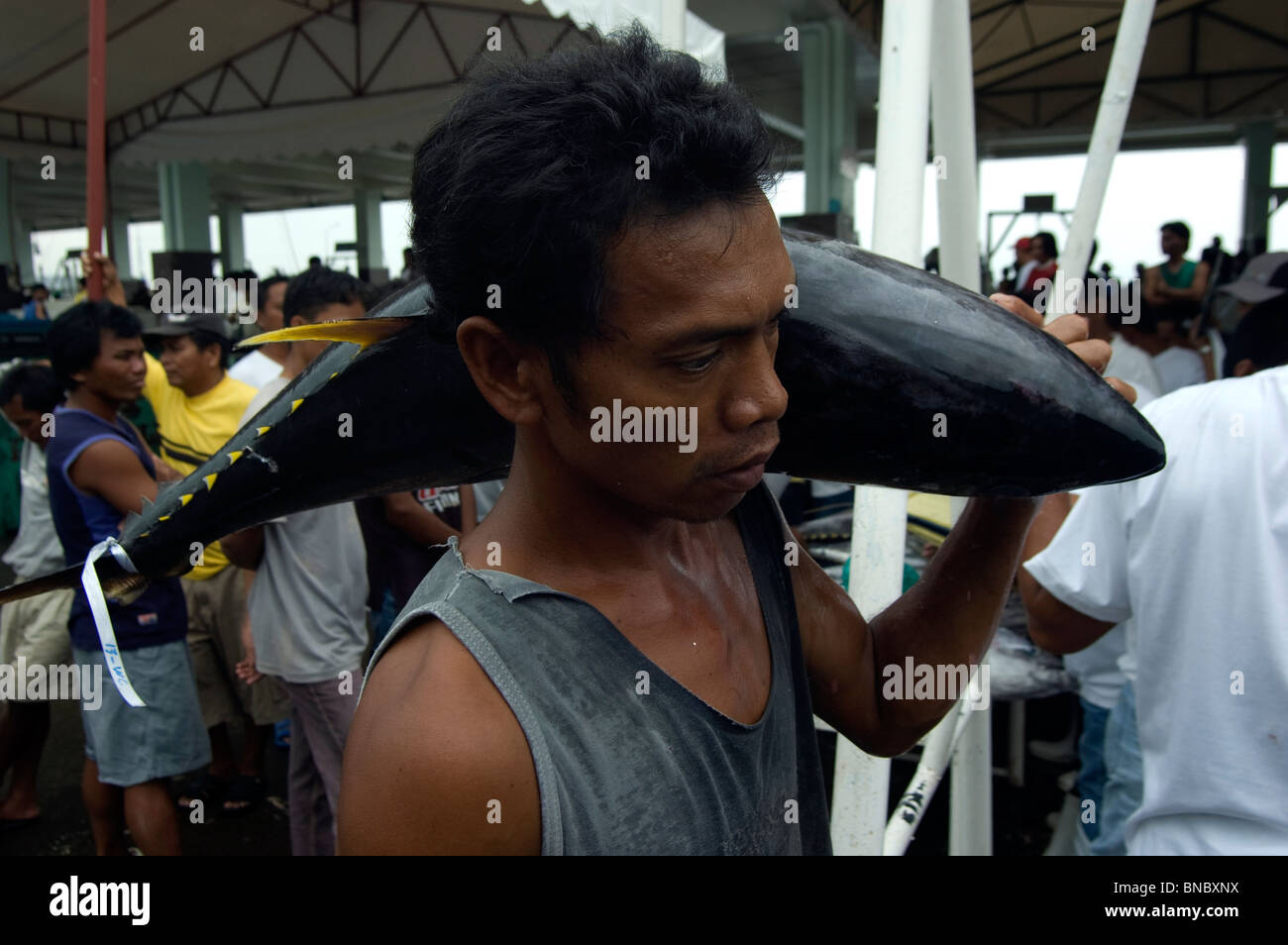 Tuna fish being hauled to market, General Santos City, Mindanao ...