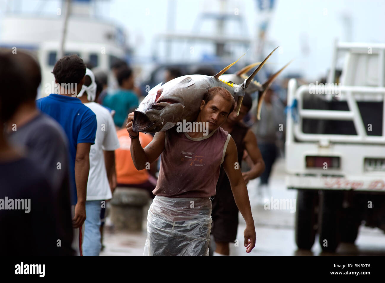 Tuna fish being hauled to market, General Santos City, Mindanao ...