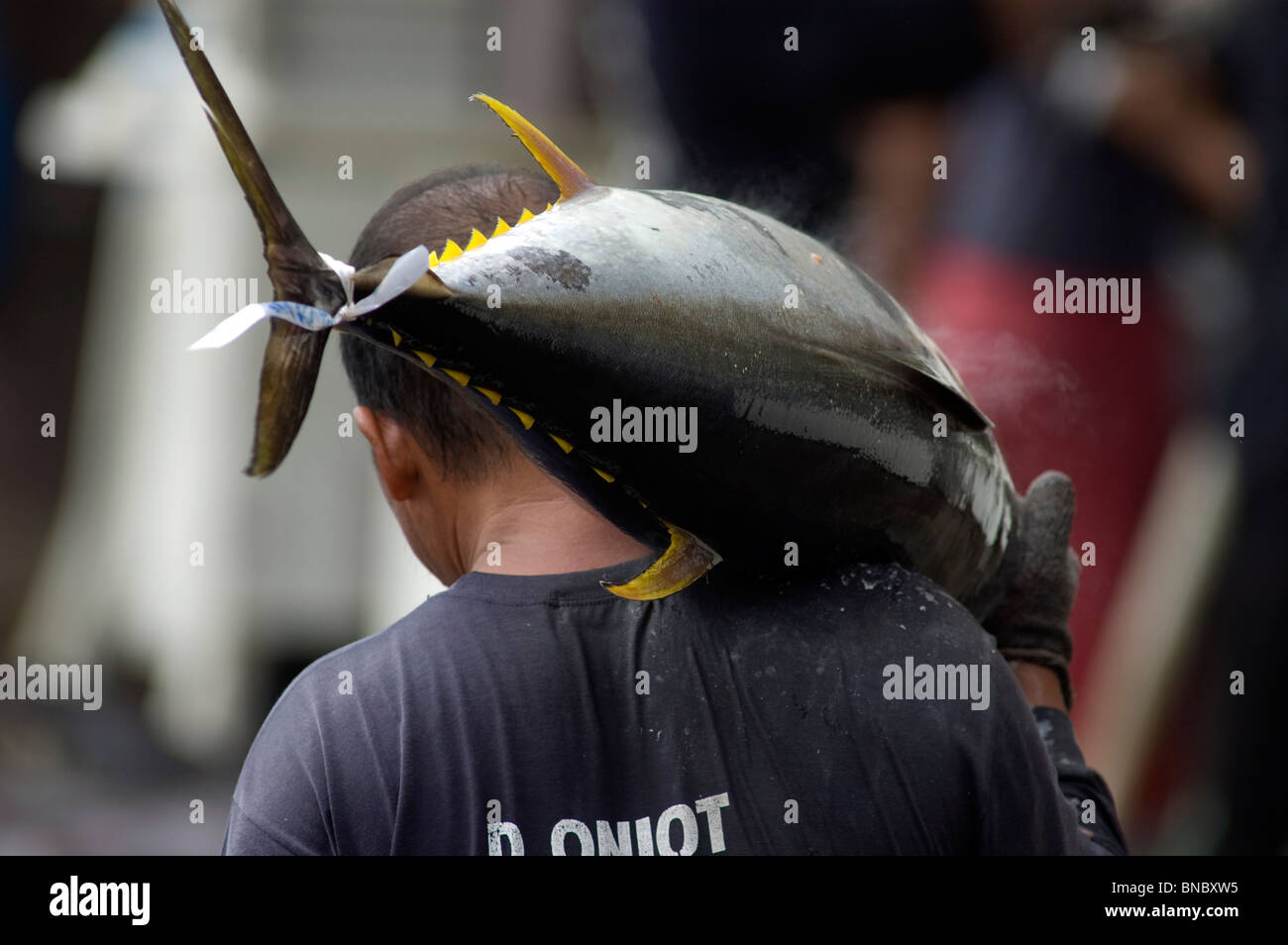 Tuna fish being hauled to market, General Santos City, Mindanao ...