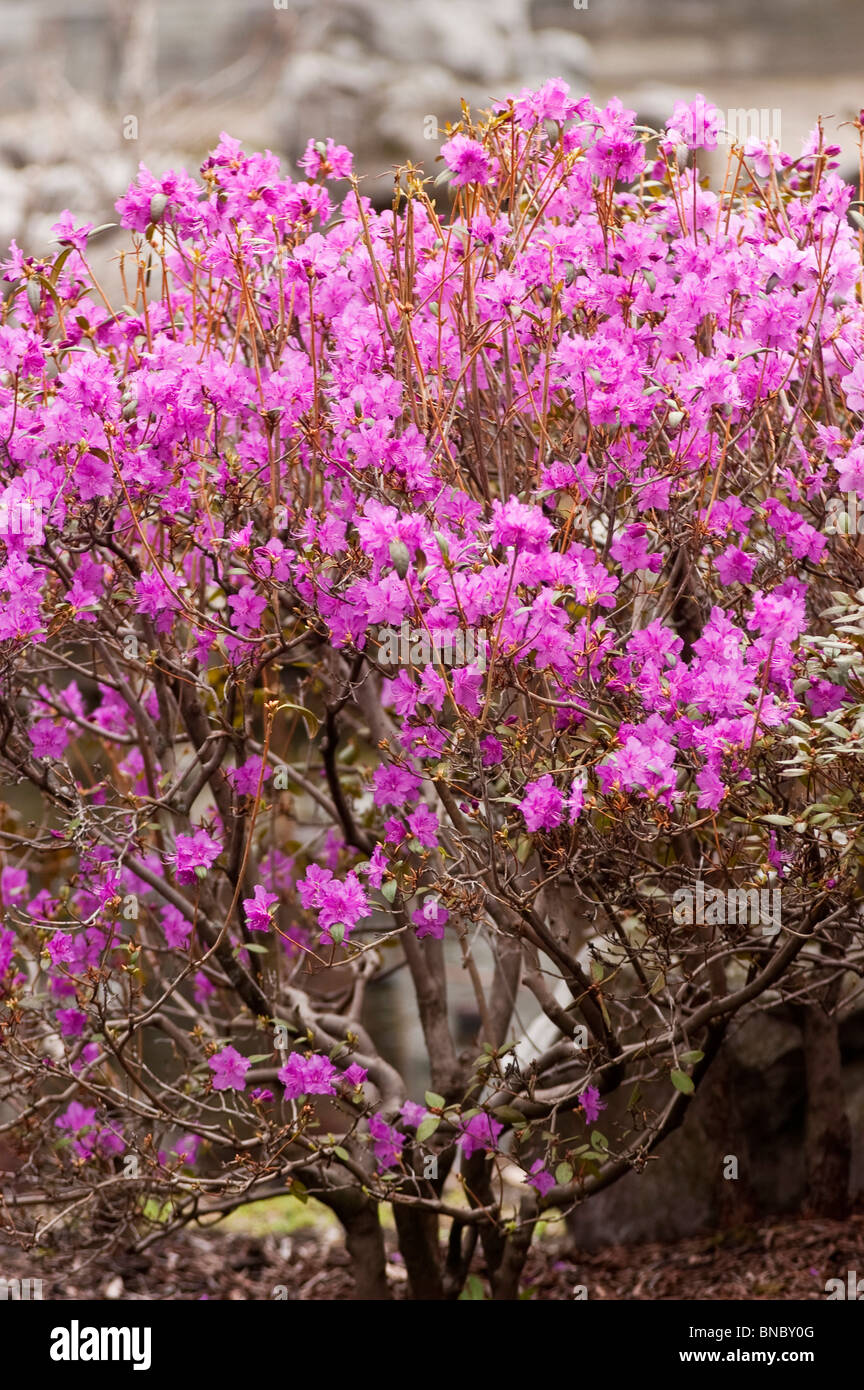 Pink violet flowers of Korean rhododendron, Rhododendron mucronulatum ...