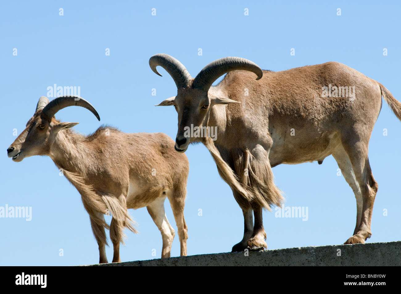 Two Barbary Sheep Stock Photo - Alamy