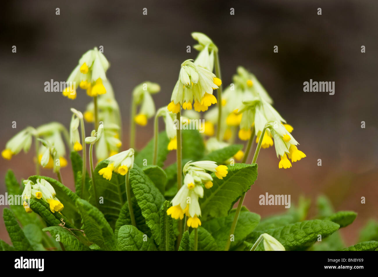 Primula veris, Yellow, spring, Cowslip, flowers, Primulaceae Primula ...