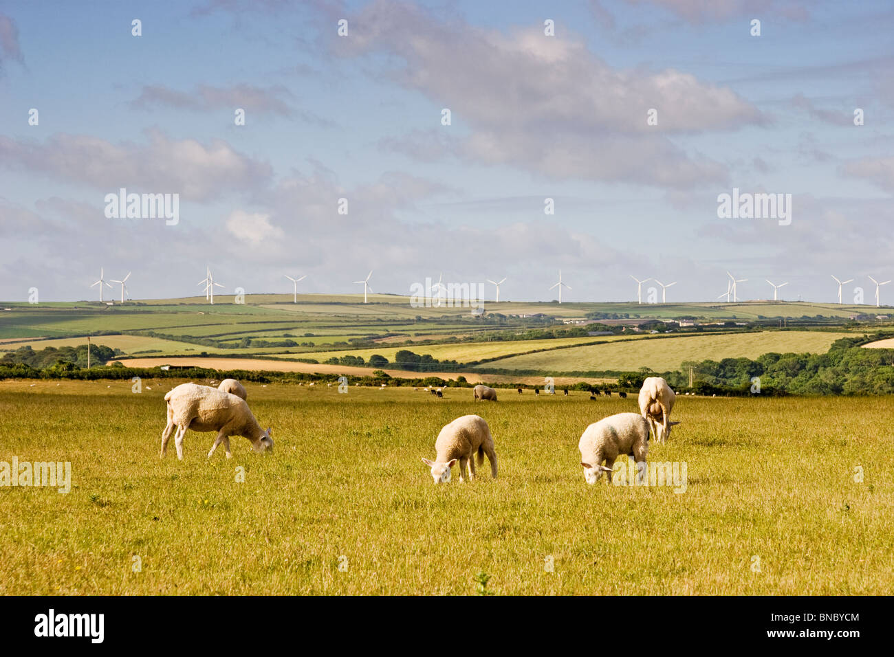 Wind farm uk sheep hi-res stock photography and images - Alamy