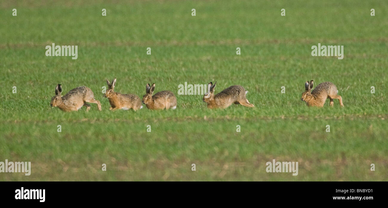 Five Brown Hares in chase across field four males chasing the female in ...