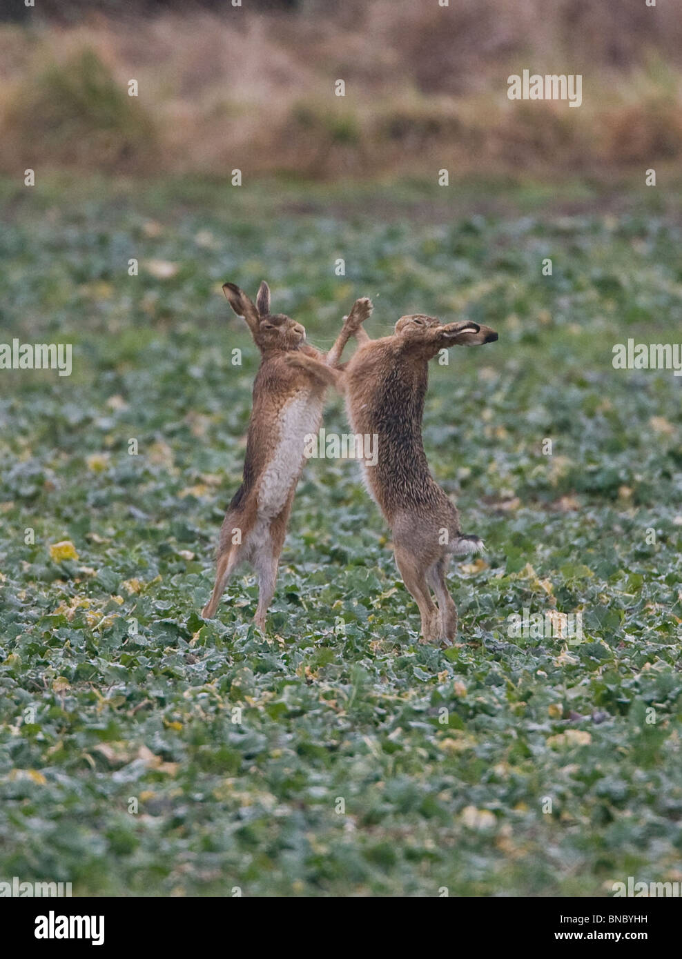Two Brown Hares stood on hind legs boxing each other in Oxfordshire ...