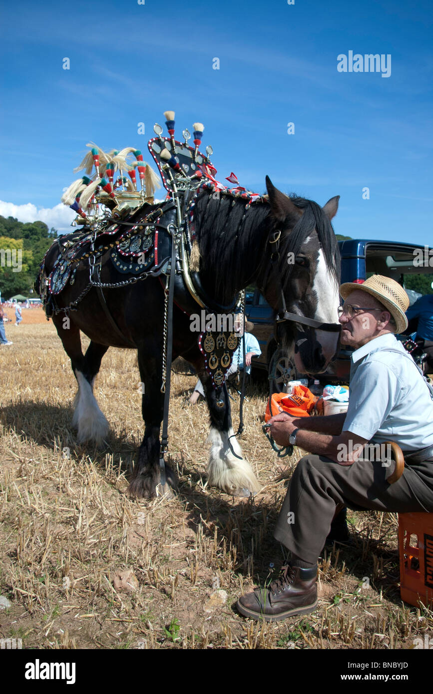 Heavy Horses at Powderham Stock Photo - Alamy