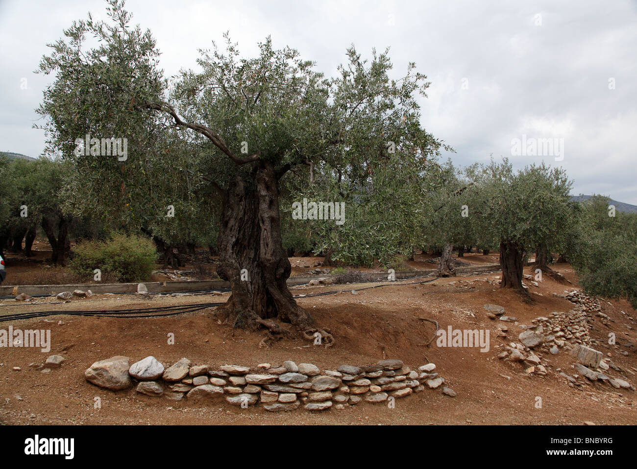 Olive tree thassos greece hi-res stock photography and images - Alamy