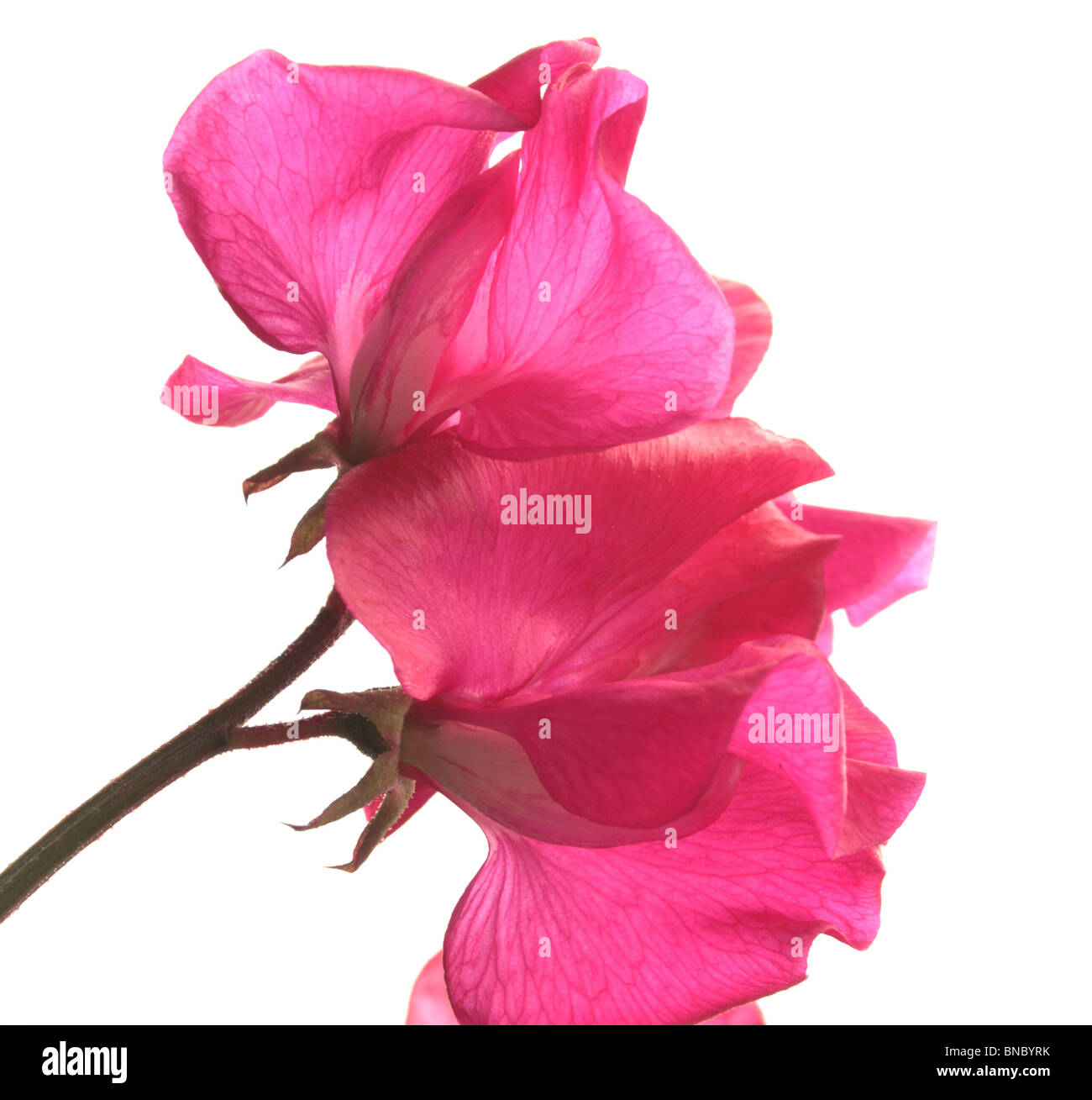 Sweet pea flower bouquet Cut Out Stock Images & Pictures - Alamy