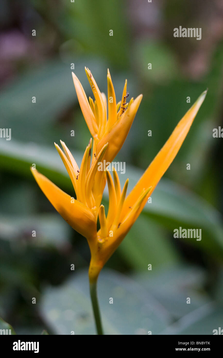 Orange Heliconia flower (Heliconia psittacorum), Thailand Stock Photo ...