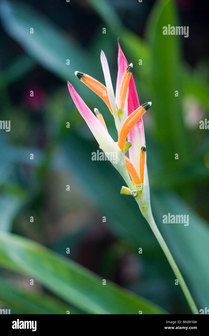 Pink and orange Heliconia flower (Heliconia psittacorum), Thailand ...