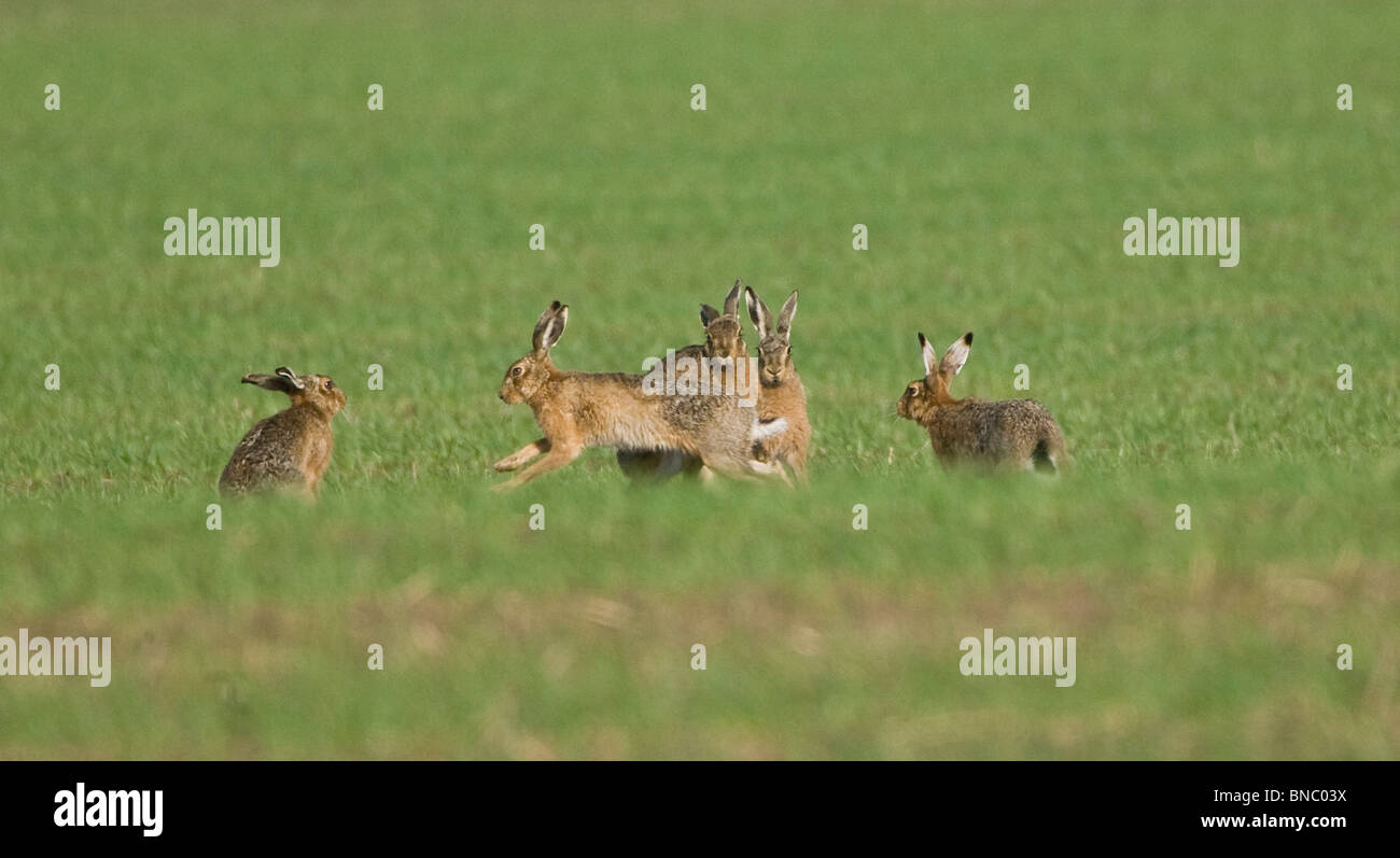Five Brown Hares in chase across field four males chasing the female in ...