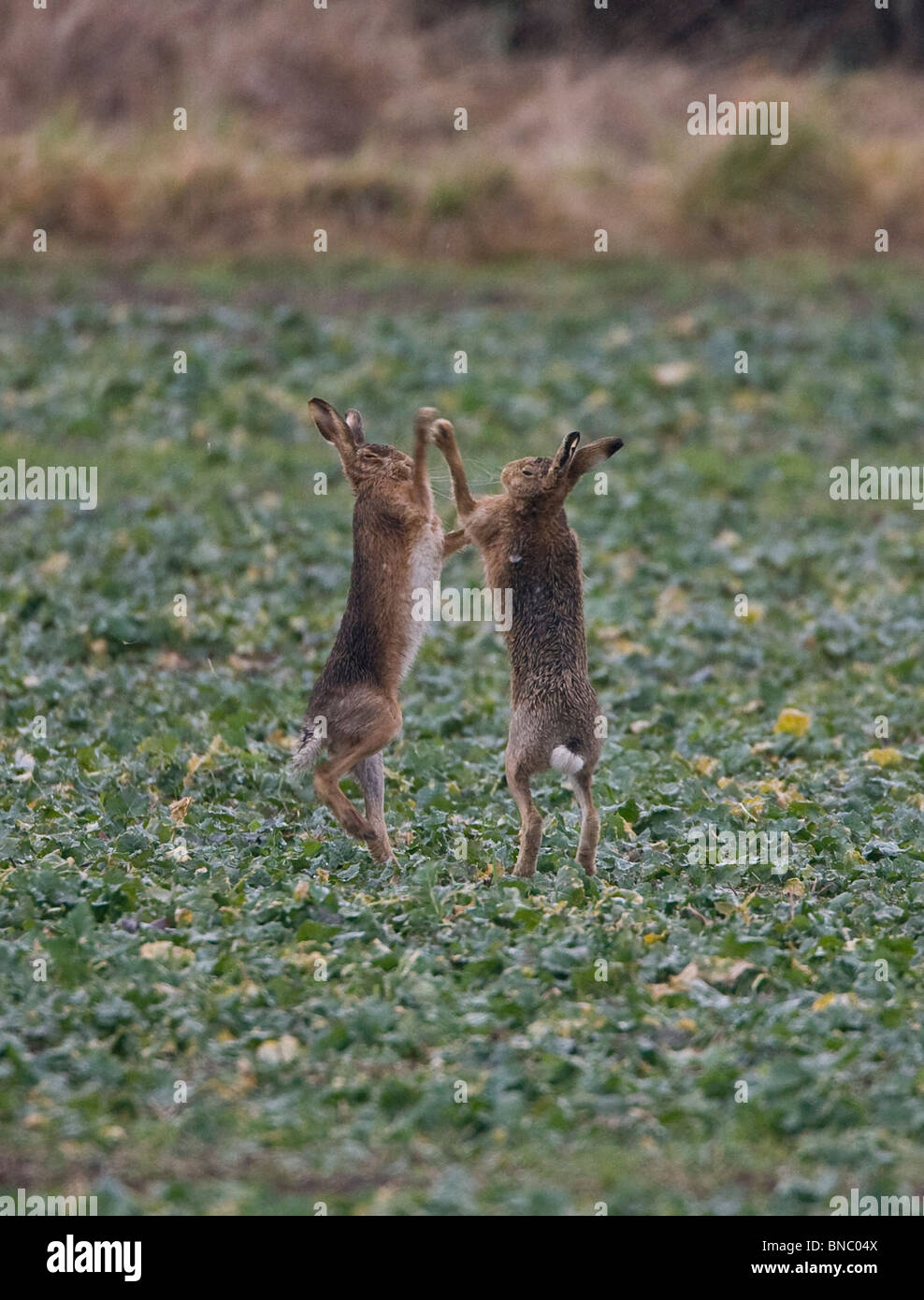 Two Brown Hares stood on hind legs boxing each other in Oxfordshire ...