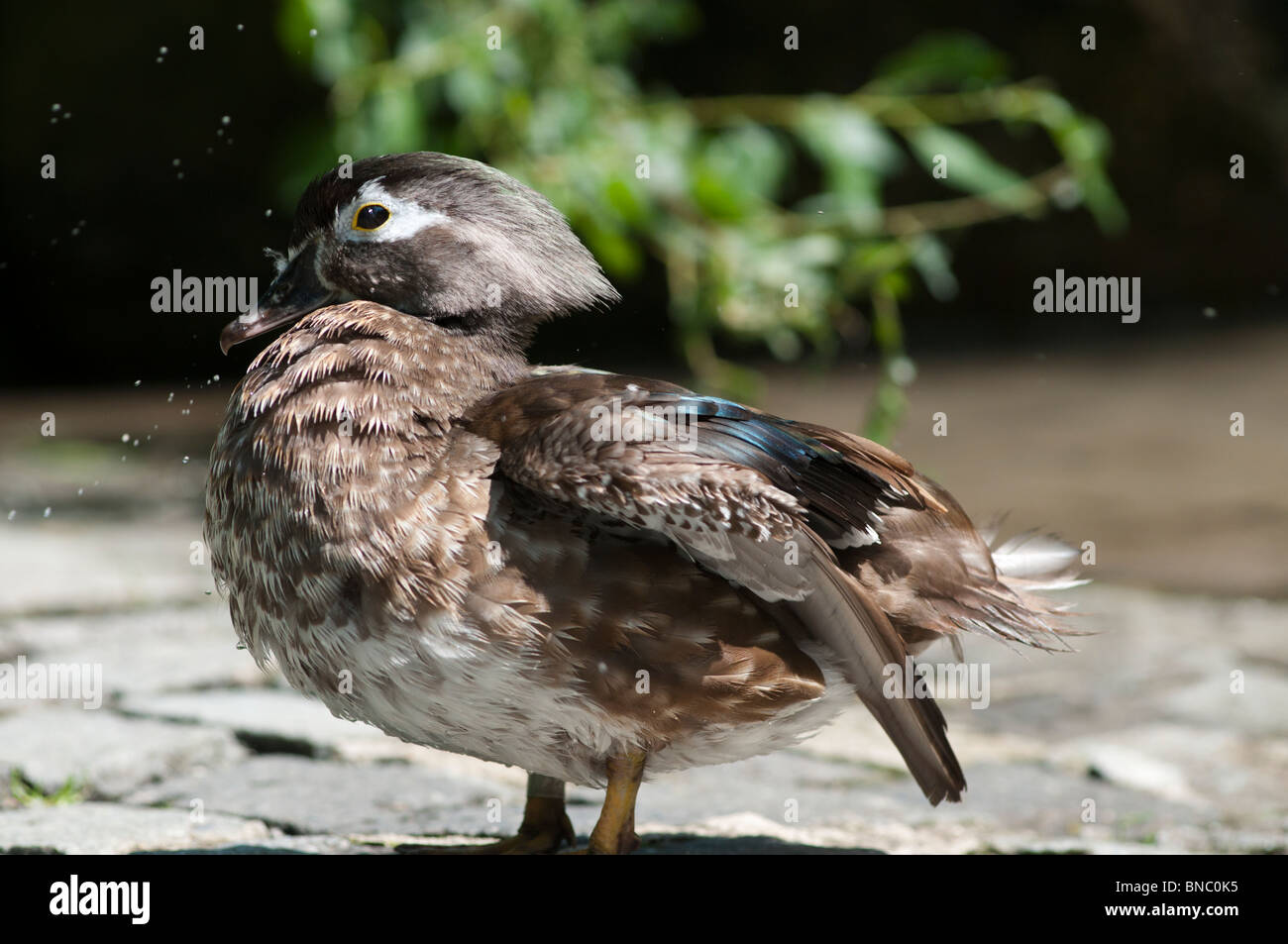 Female Wood Duck Drying Stock Photo - Alamy
