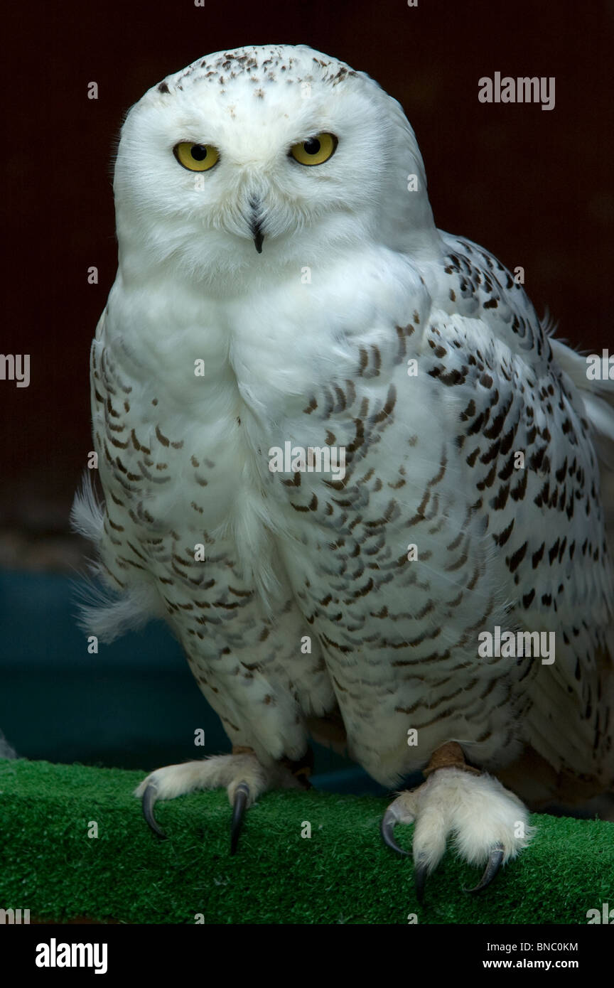 Snowy Owl, Bubo scandiacus, Scotland, UK Stock Photo - Alamy