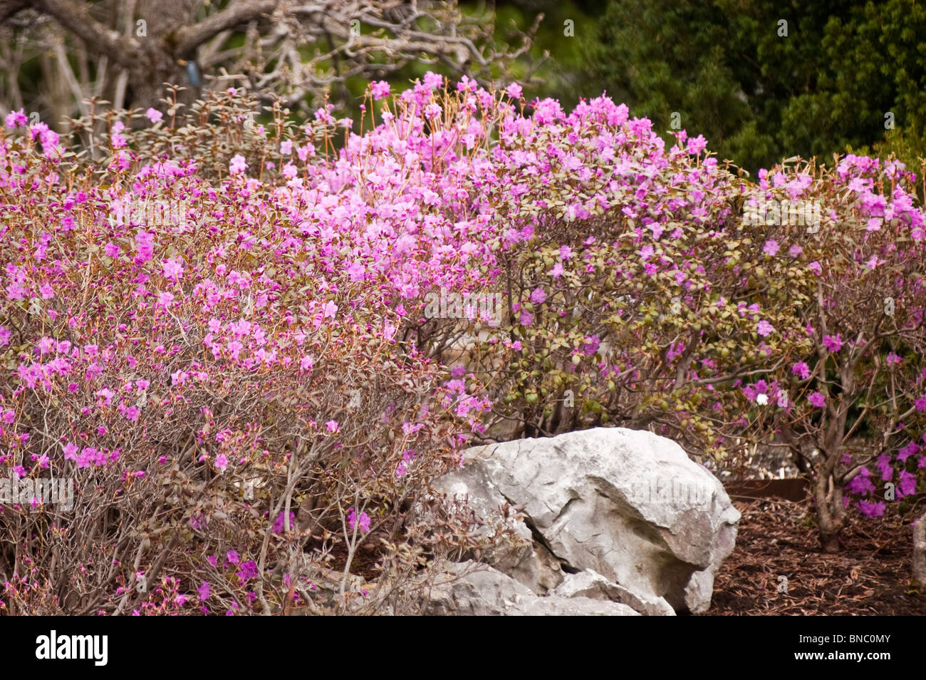 Rhododendron mucronulatum korea hi-res stock photography and images - Alamy