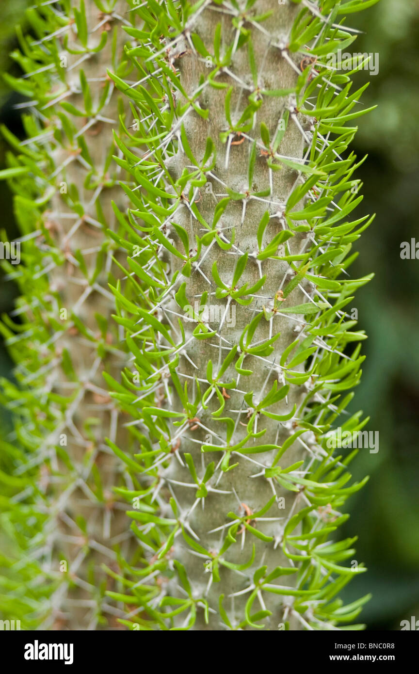Didiera trollii, didieraceae, Madagascar, plant Stock Photo - Alamy