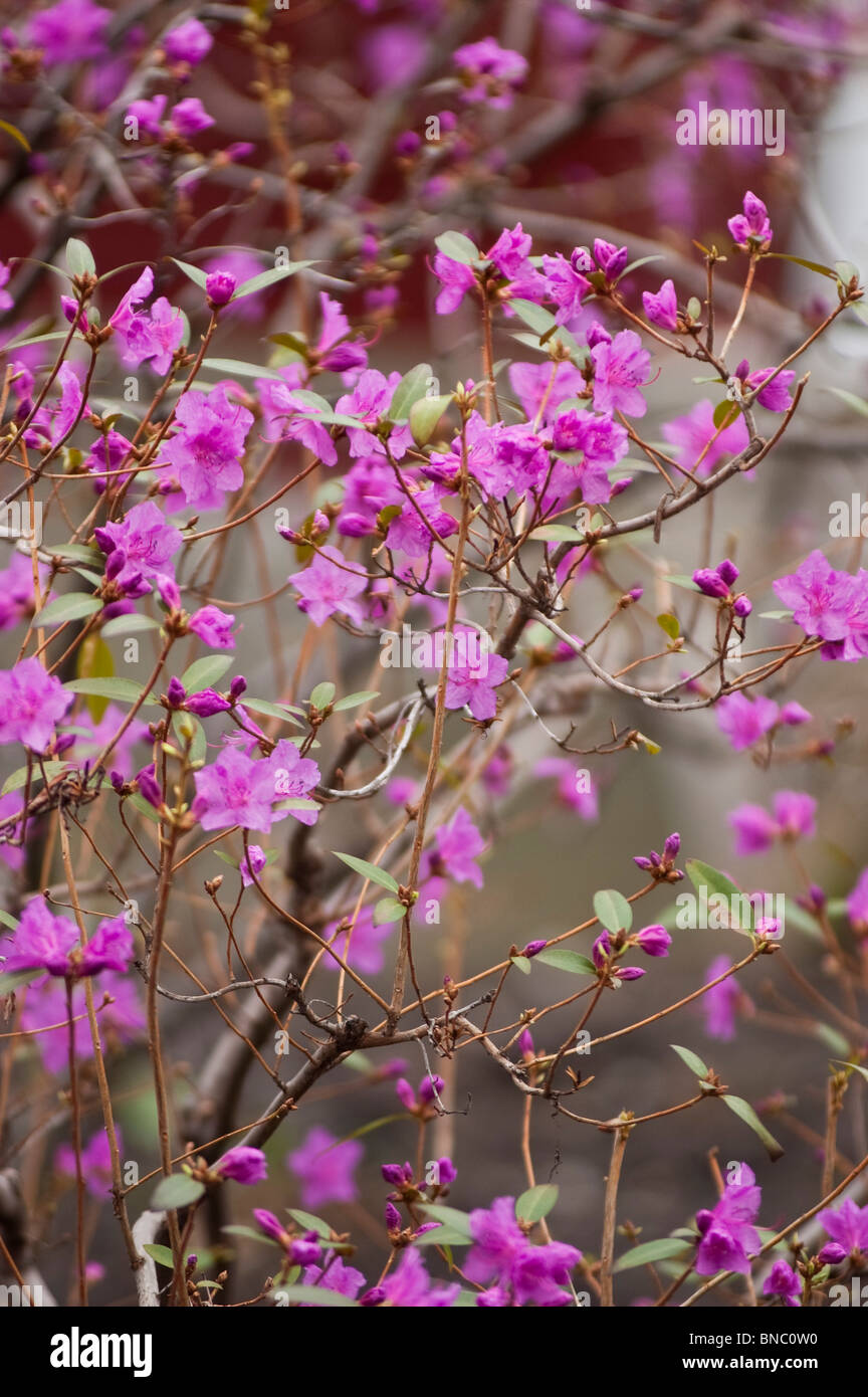 Pink violet flowers of Korean rhododendron, Rhododendron mucronulatum ...