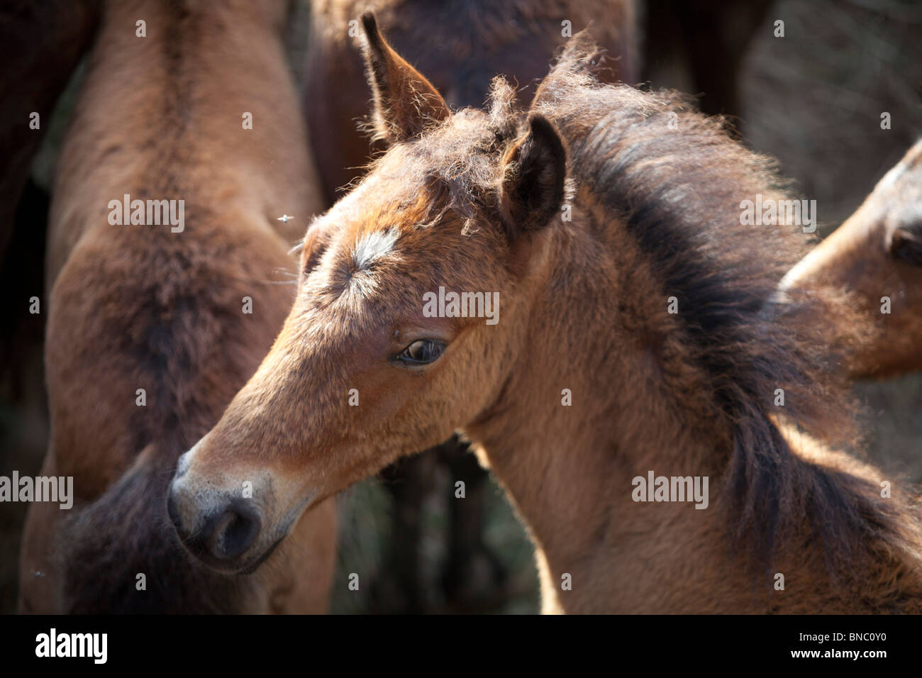 Horse colt hi-res stock photography and images - Alamy