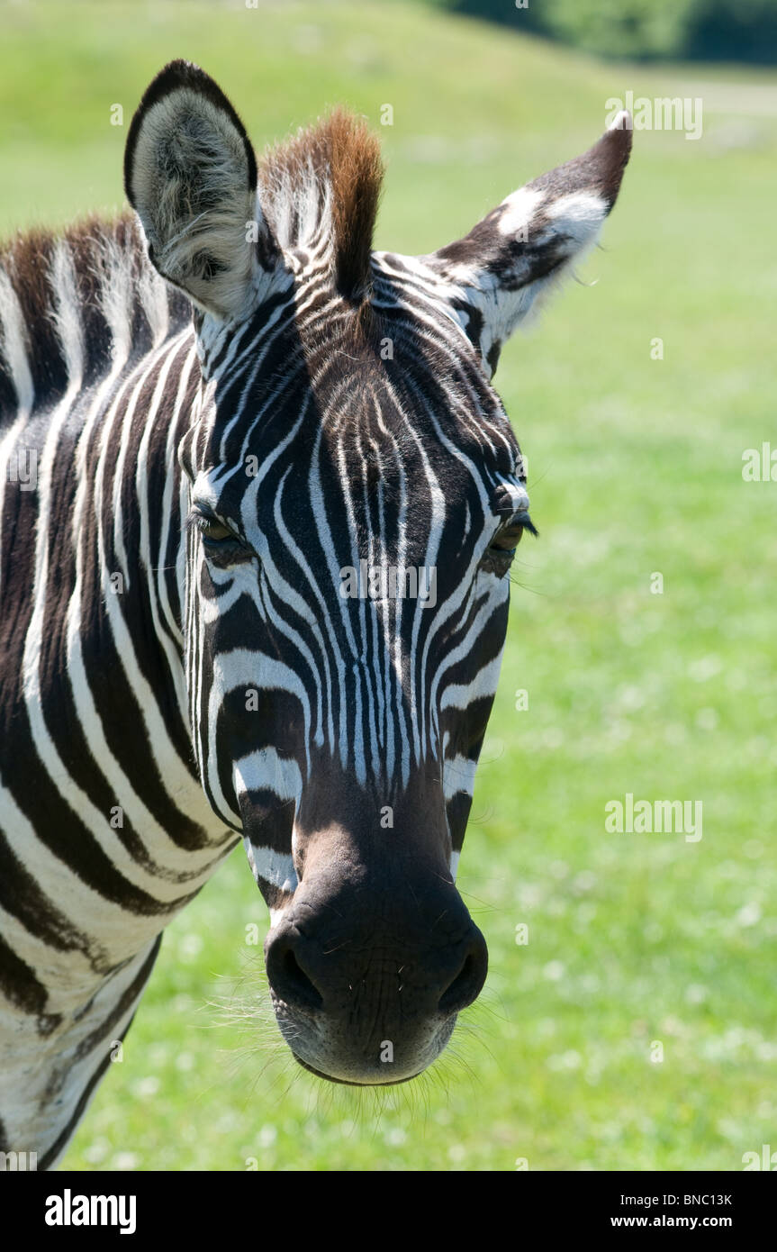Head of Zebra looking at the camera Stock Photo - Alamy