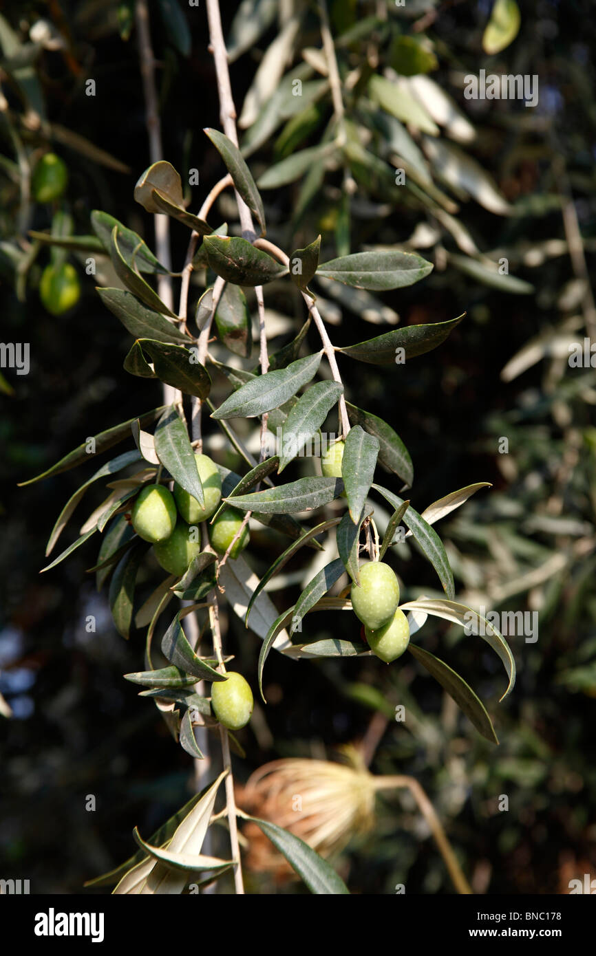 Olives on a tree, Thassos, Greece, Sept 2009 Stock Photo - Alamy