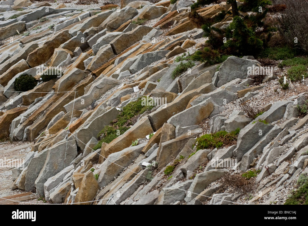 A rocky vertical crevice garden featuring alpine plants nestled between ...