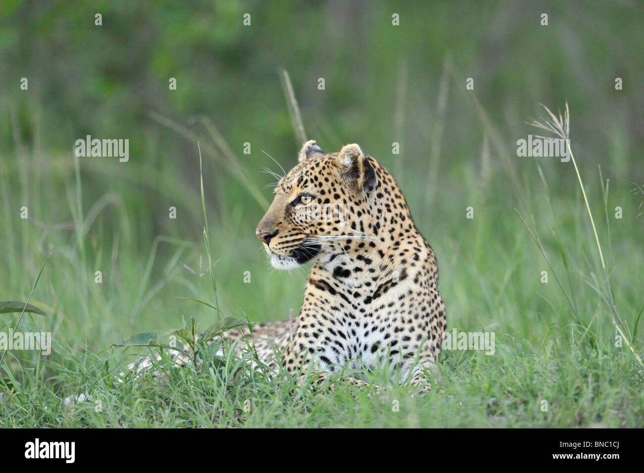 Adult Leopard, Panthera pardus, Masai Mara National Reserve, Kenya ...