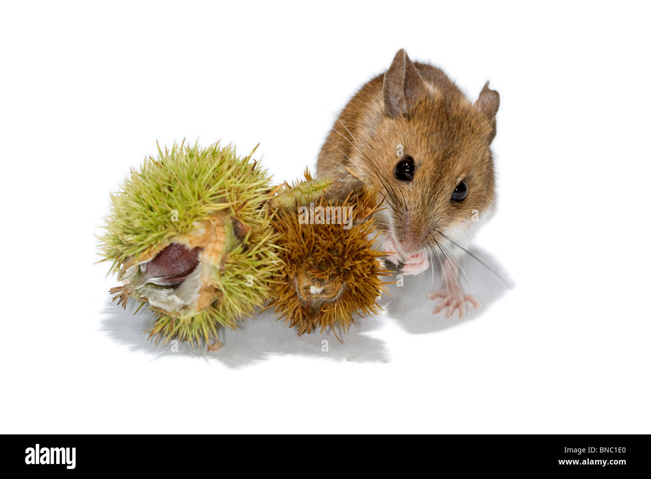 Cutout of Wood mouse and sweet chestnut fruit Stock Photo - Alamy