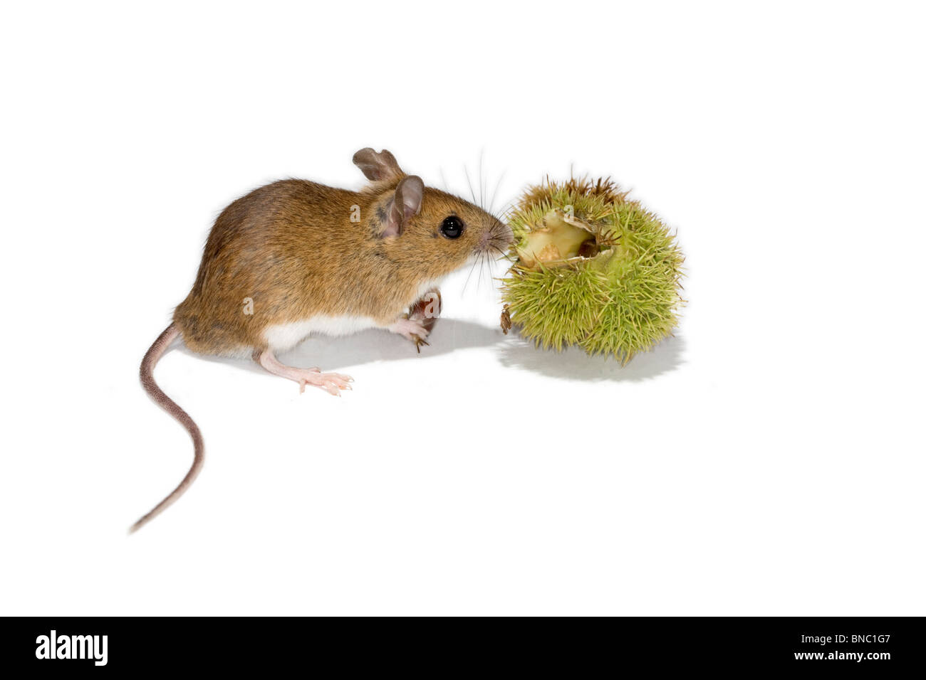 Cutout of Wood mouse and sweet chestnut fruit Stock Photo - Alamy