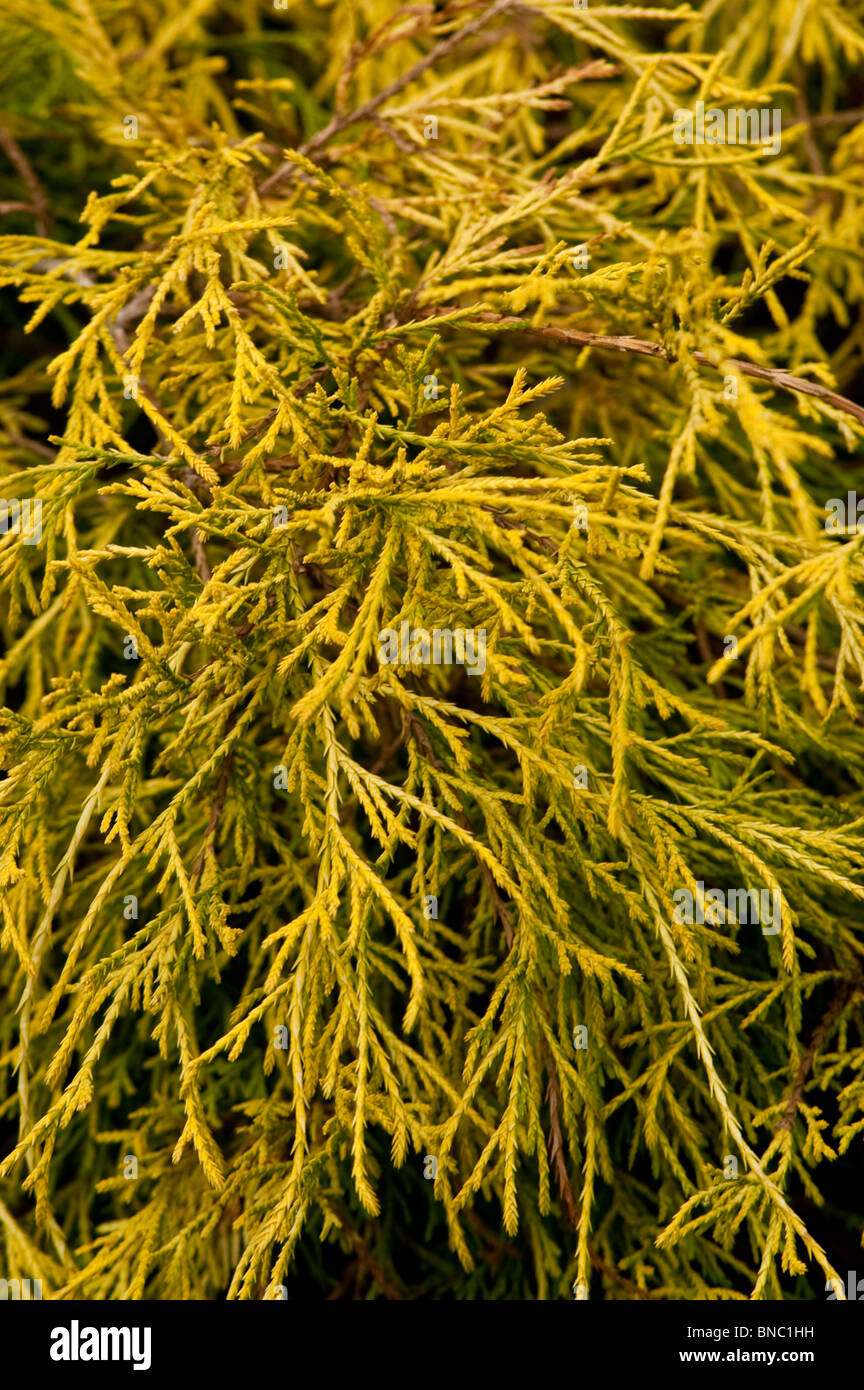 Golden mop cypress hi-res stock photography and images - Alamy