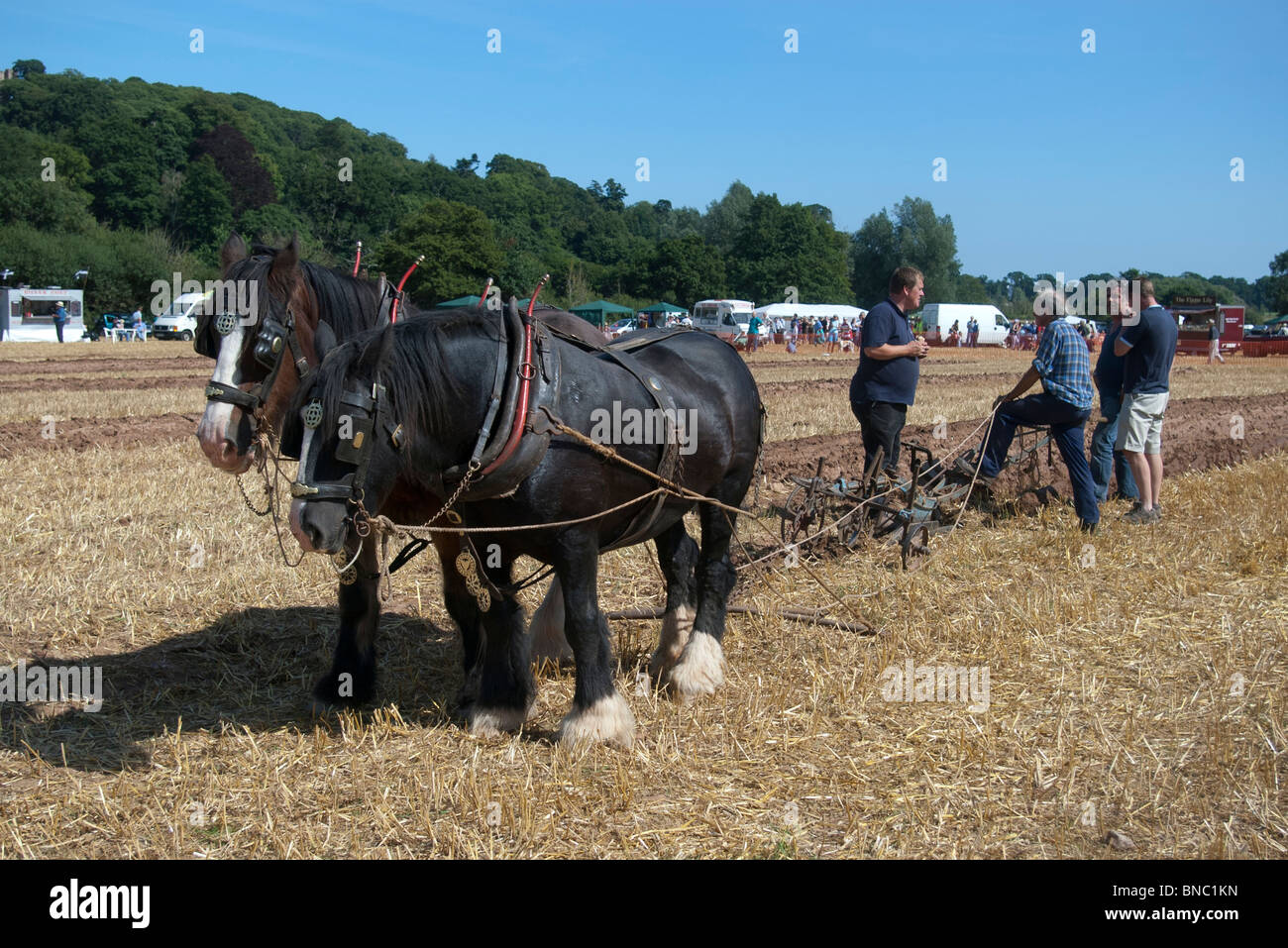 Shire horse plough tractor ploughing hi-res stock photography and ...