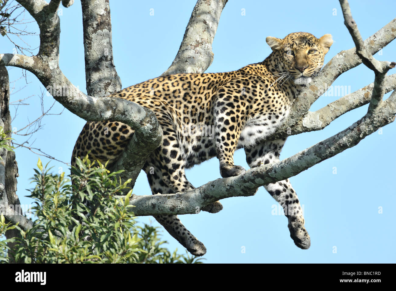 Adult female Leopard, Panthera pardus, in tree, Masai Mara National ...