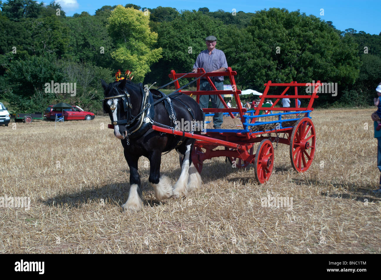 Heavy Horses at work Stock Photo - Alamy