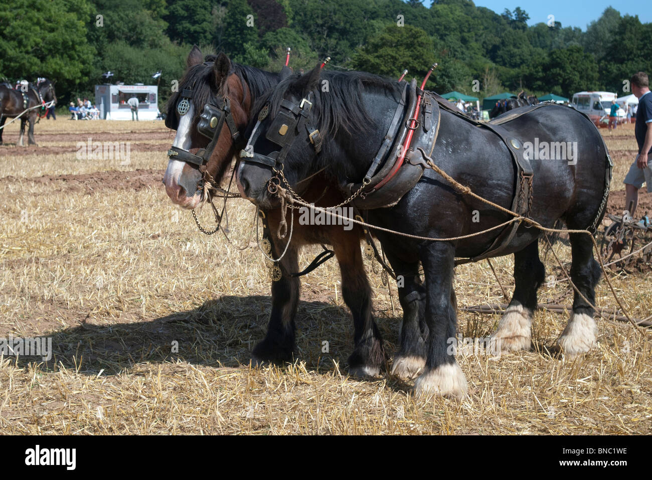 Heavy Horses at work Stock Photo - Alamy