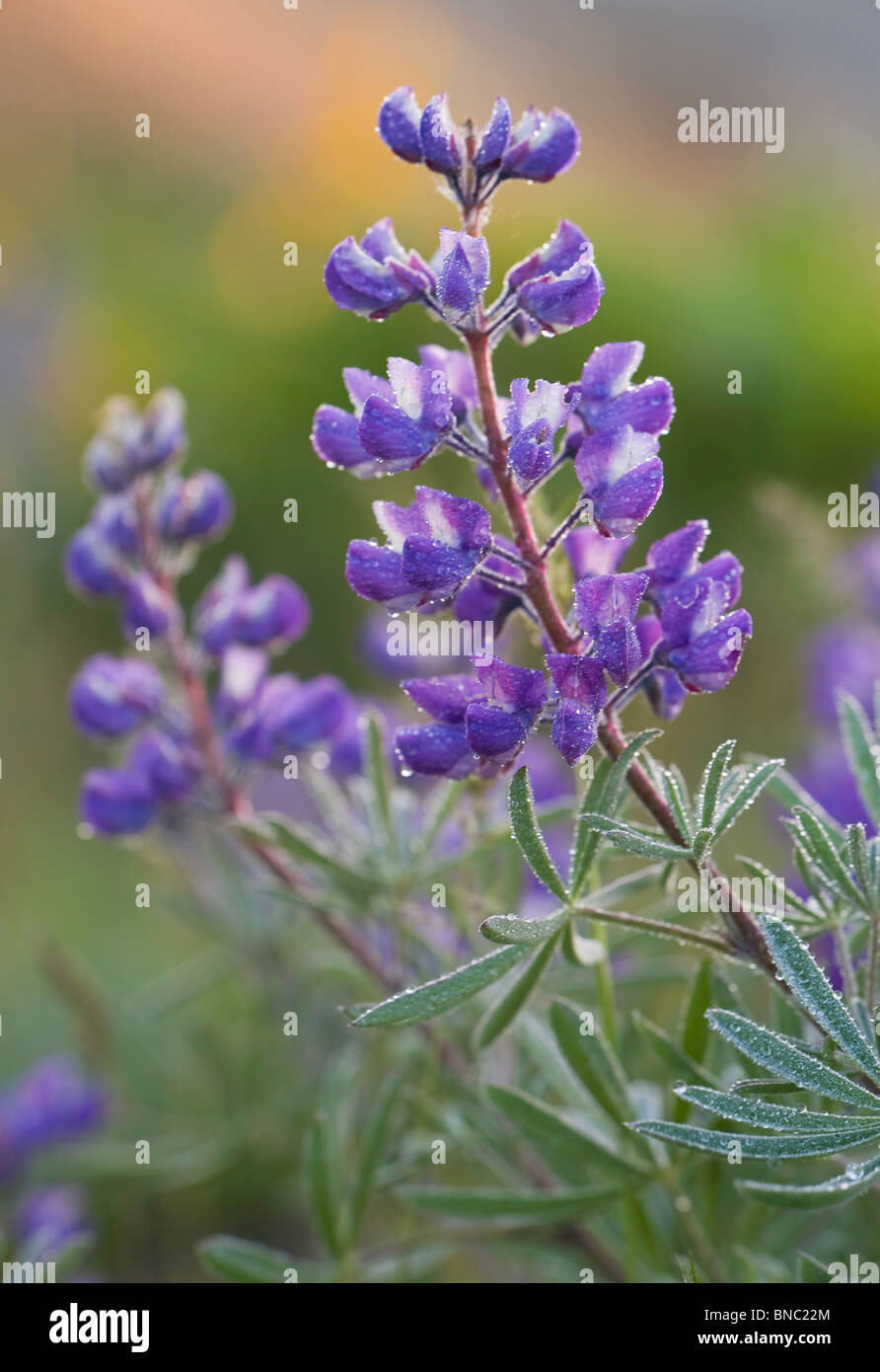 Lupinus latifolius hi-res stock photography and images - Alamy