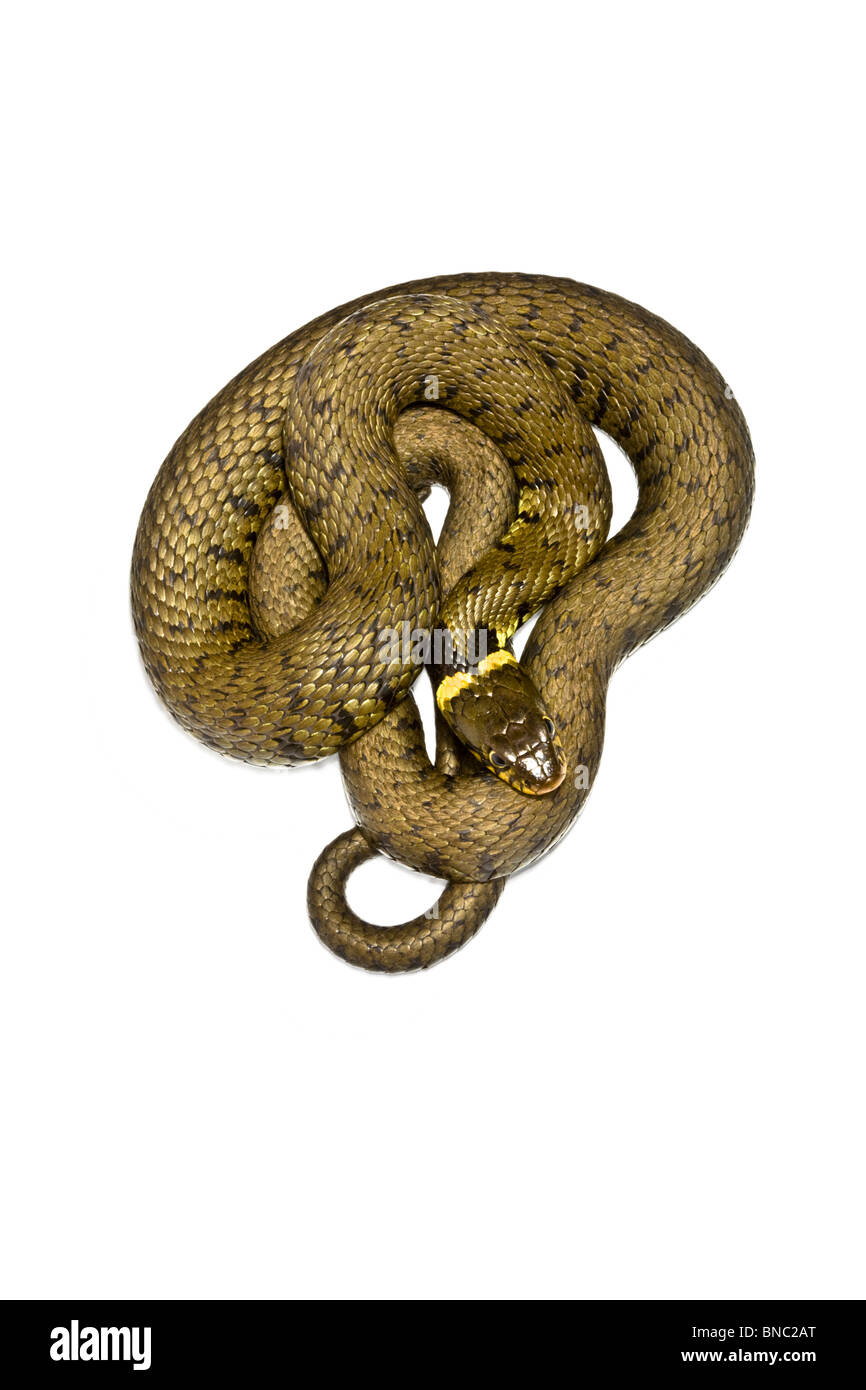 Cutout of grass snake Stock Photo - Alamy