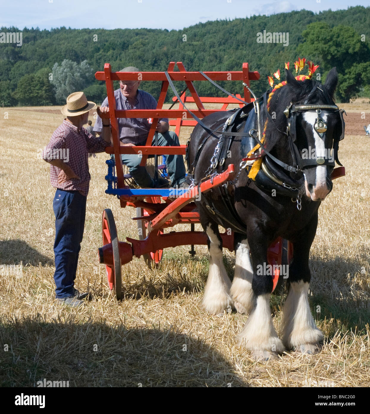 Heavy Horses at work Stock Photo - Alamy