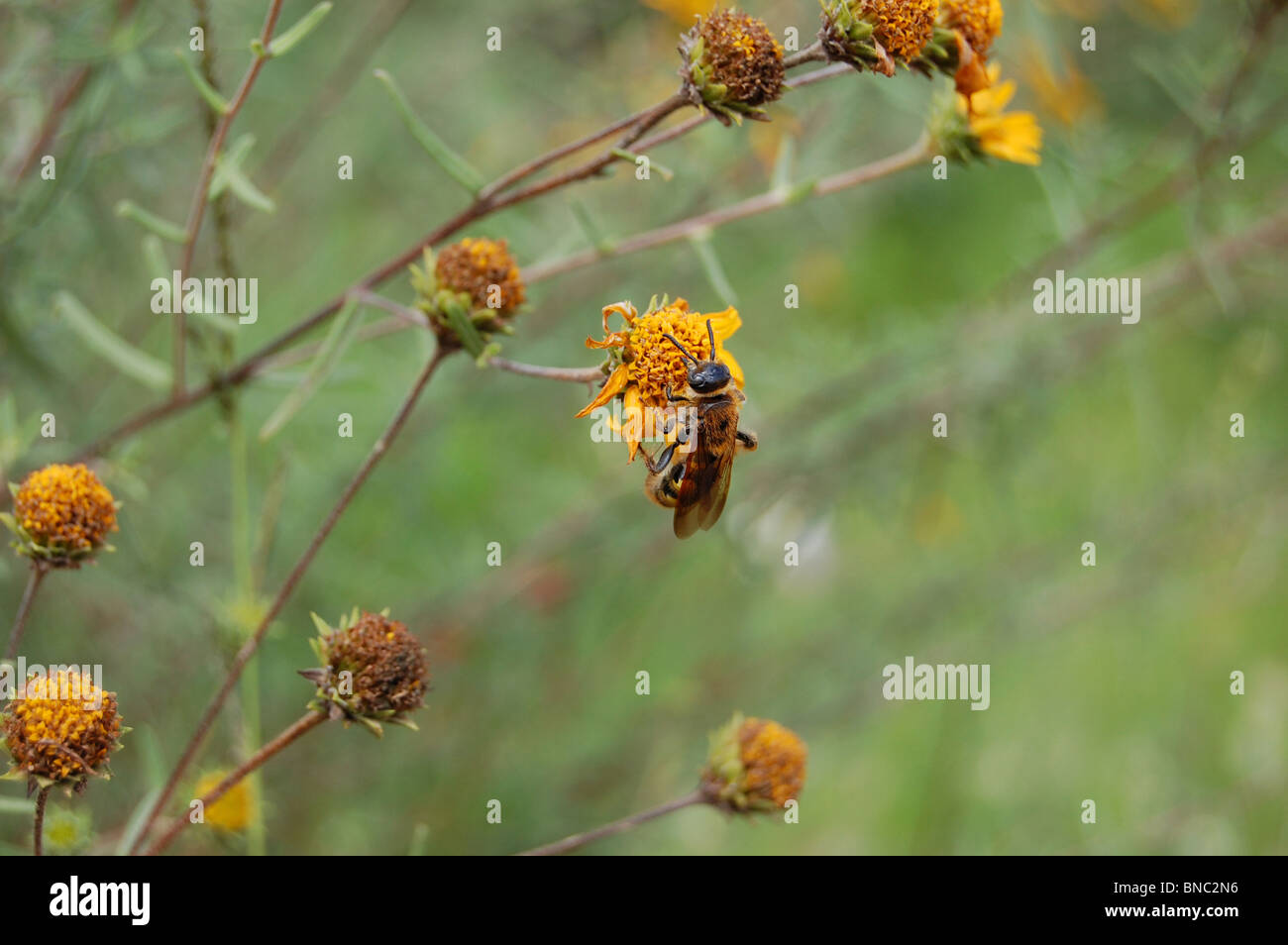Wasp feeding on nectar in a park in Mexico Stock Photo - Alamy