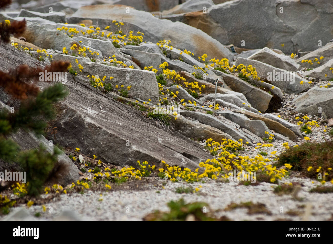 Vibrant yellow draba blooming in a rocky vertical crevice garden, a ...
