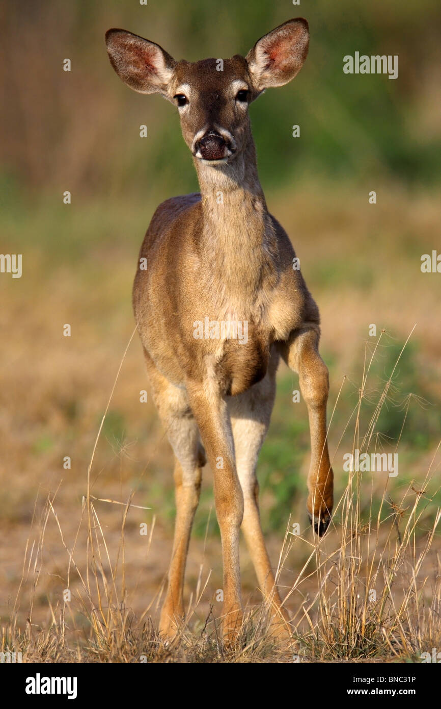 This deer was photographed on a large ranch in southern Texas Stock ...