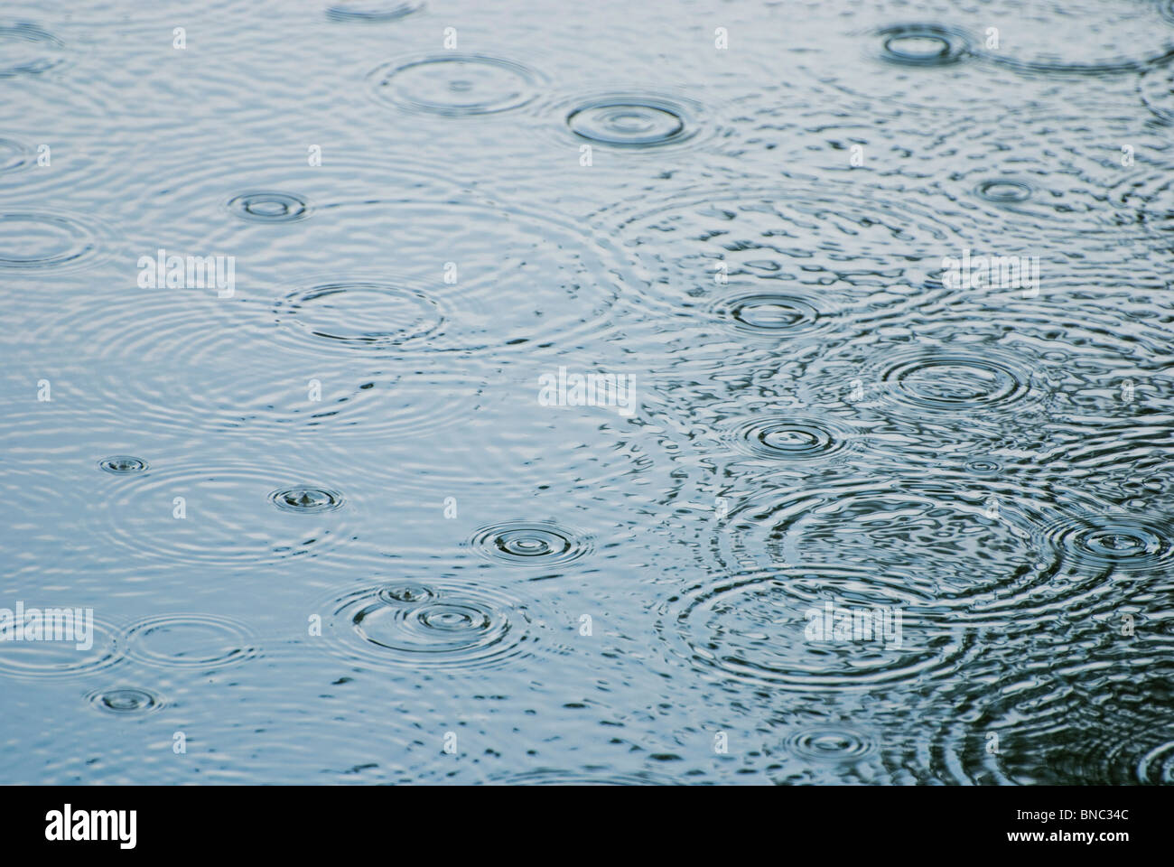 Raindrops creating ripples on water surface in a pond Stock Photo - Alamy