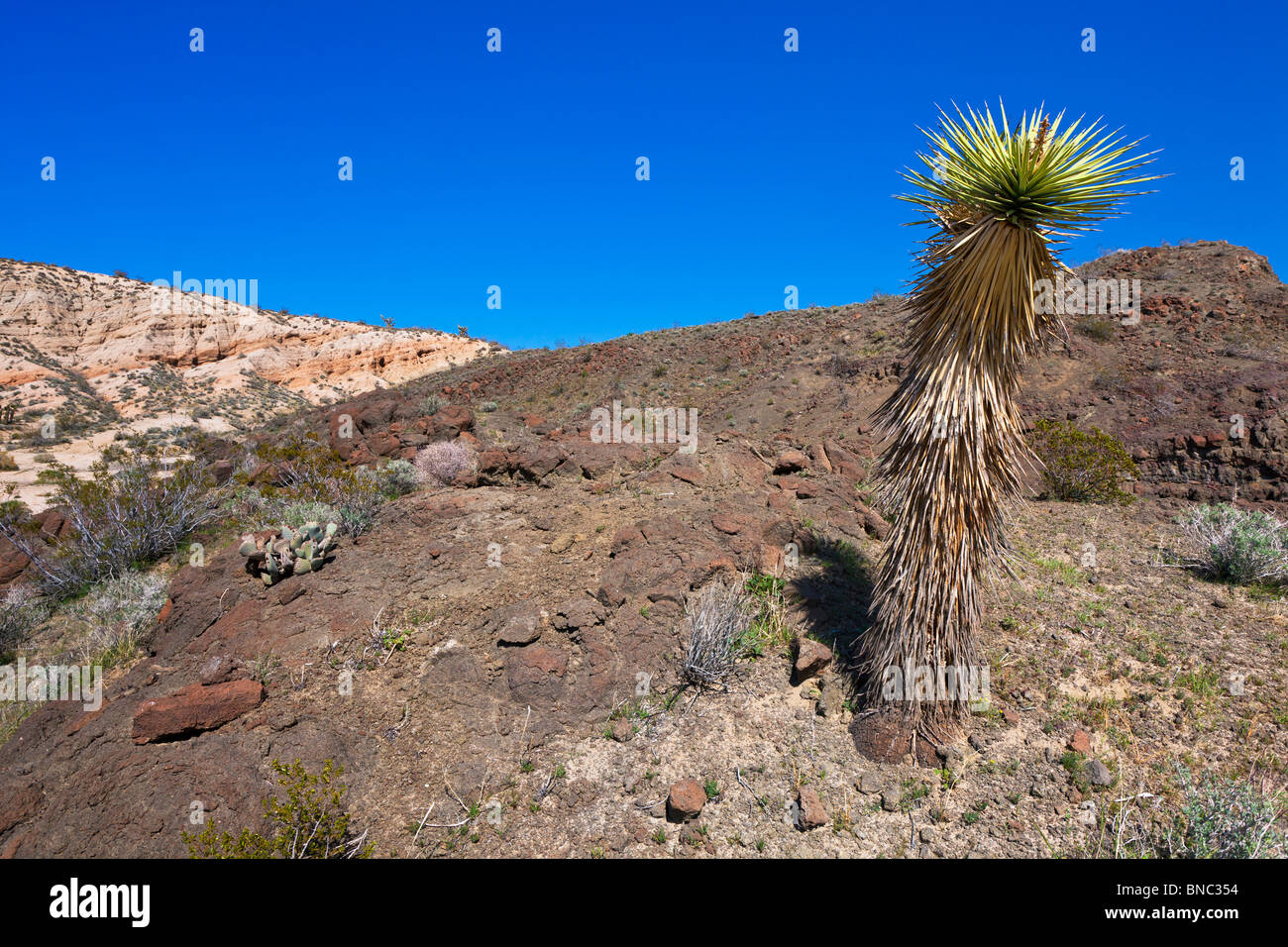 A lone Joshua tree (Yucca brevifolia) in the Mojave Desert. Red Rocks ...
