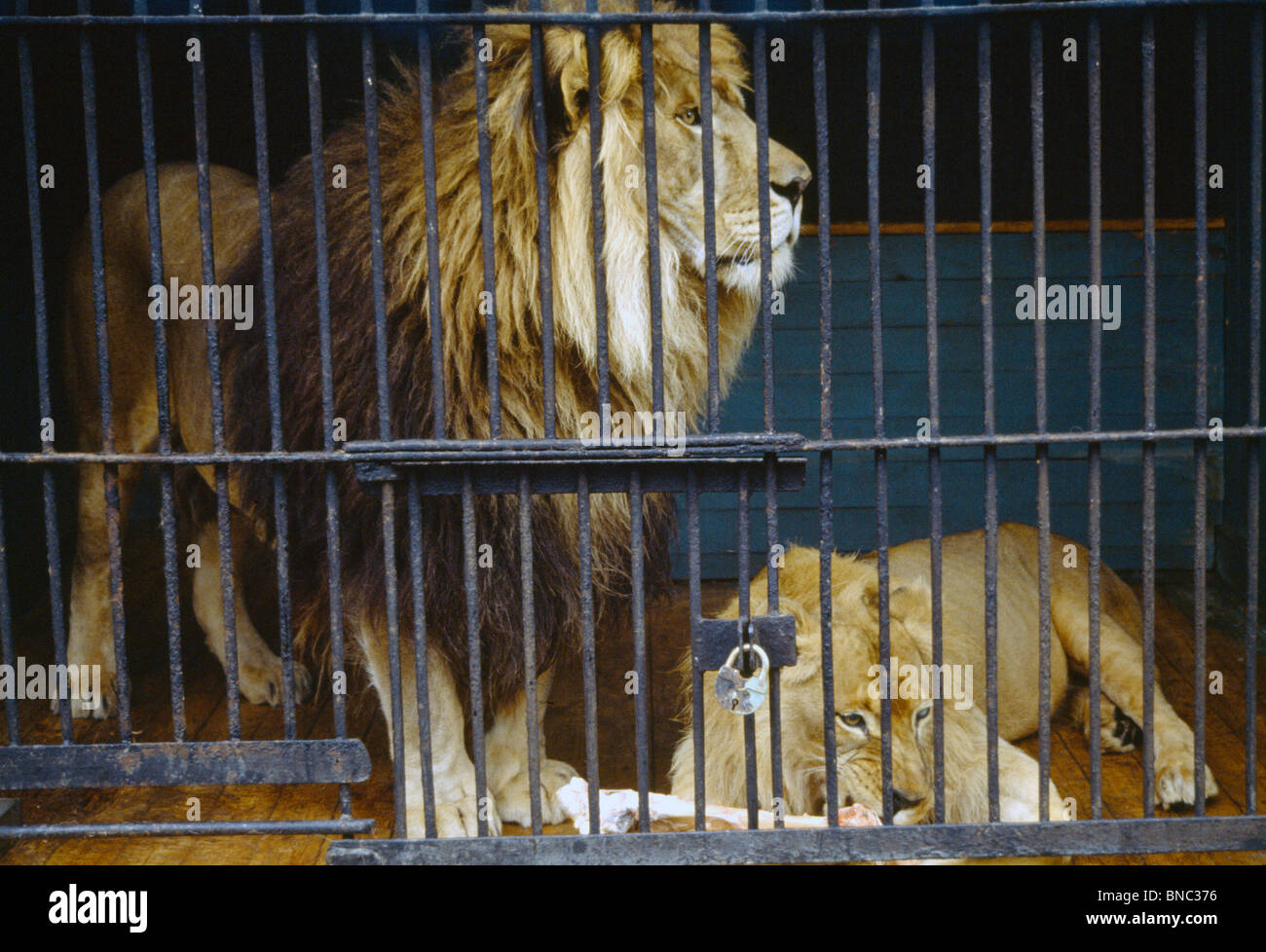 Yekaterinburg Russia Zoo Lion & Lioness Caged With Joint Of Meat Stock ...