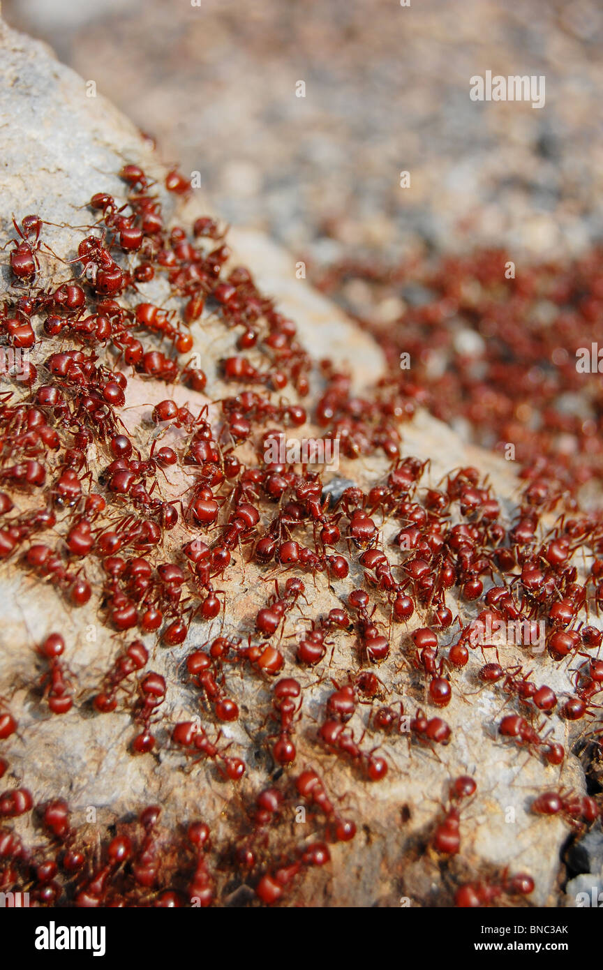 Fire ants hi-res stock photography and images - Alamy