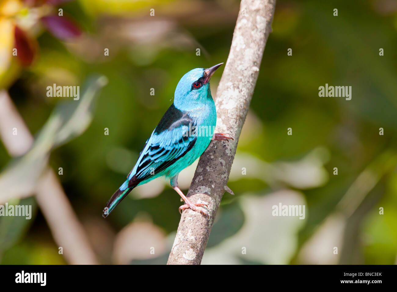 Blue dacnis hi-res stock photography and images - Alamy