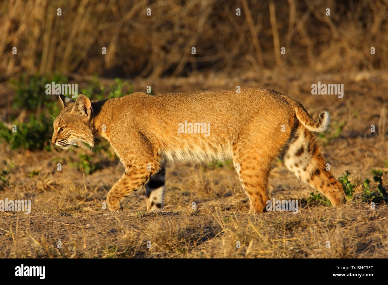 Wild bobcat hi-res stock photography and images - Alamy