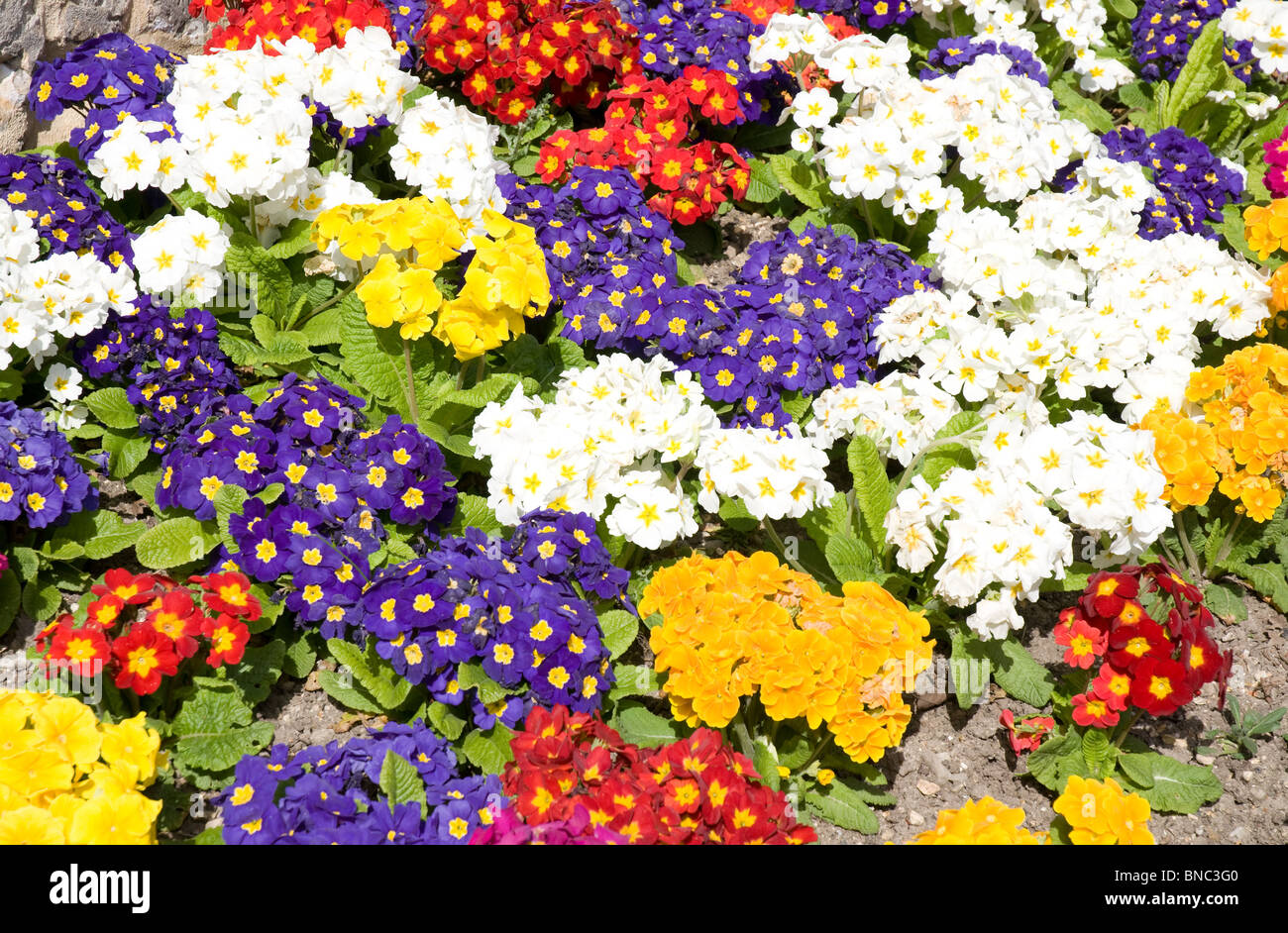 Primula mixed colours hi-res stock photography and images - Alamy