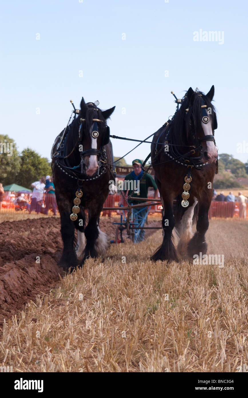 Heavy Horses at work Stock Photo - Alamy