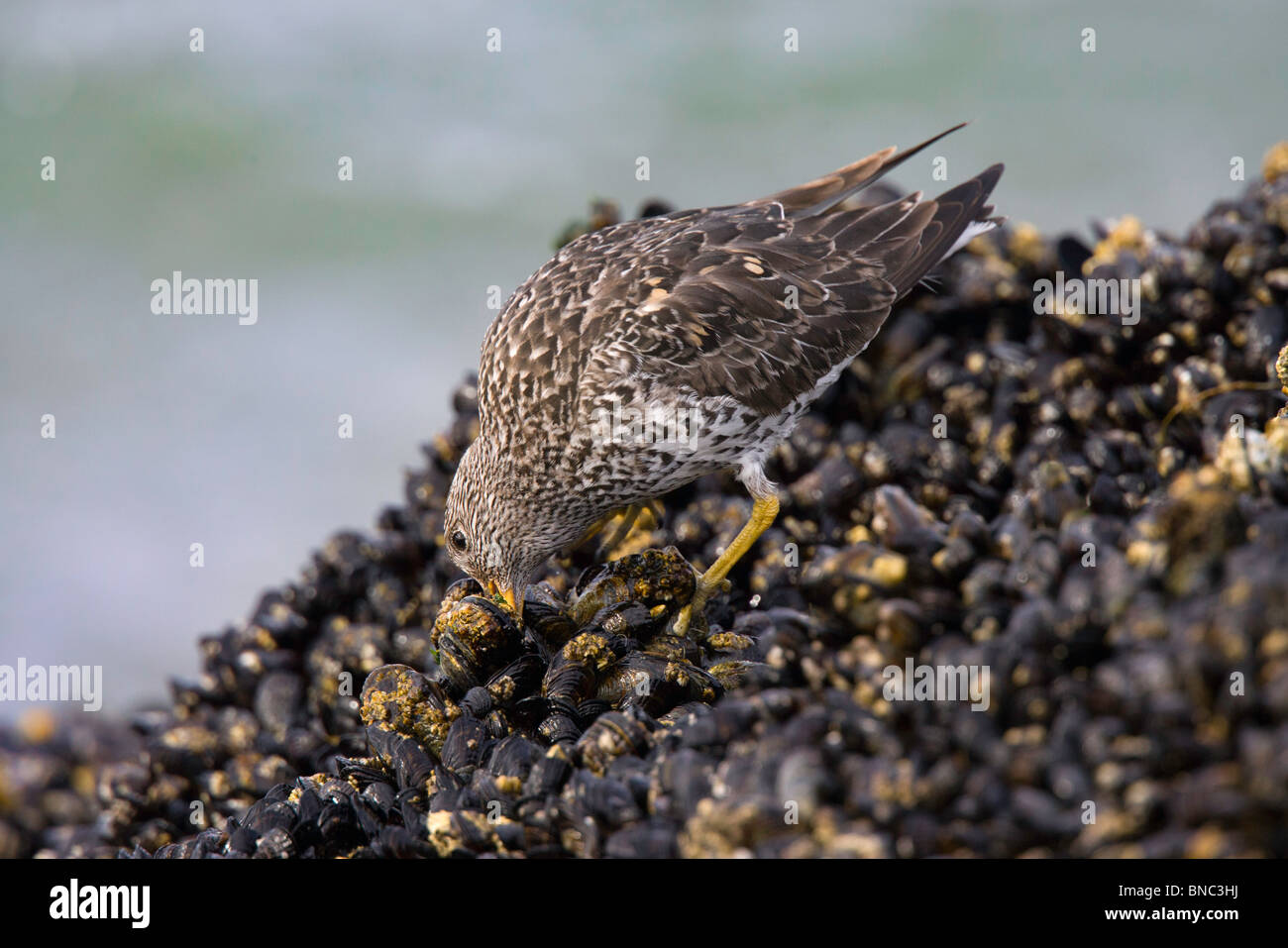 Adult with winter plumage hi-res stock photography and images - Alamy