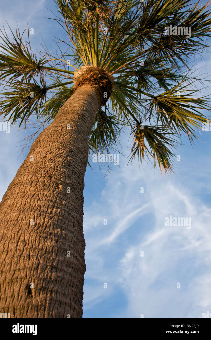 Palm detail Cut Out Stock Images & Pictures - Alamy